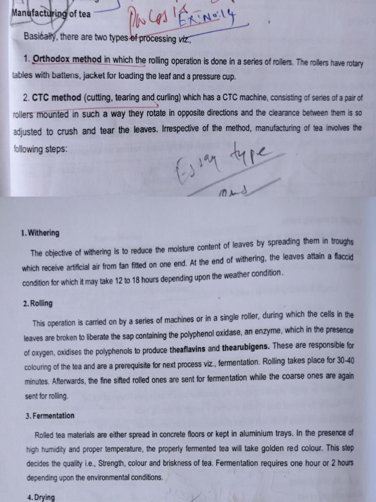 Processing of Tea | PDF | Tea | Leaf