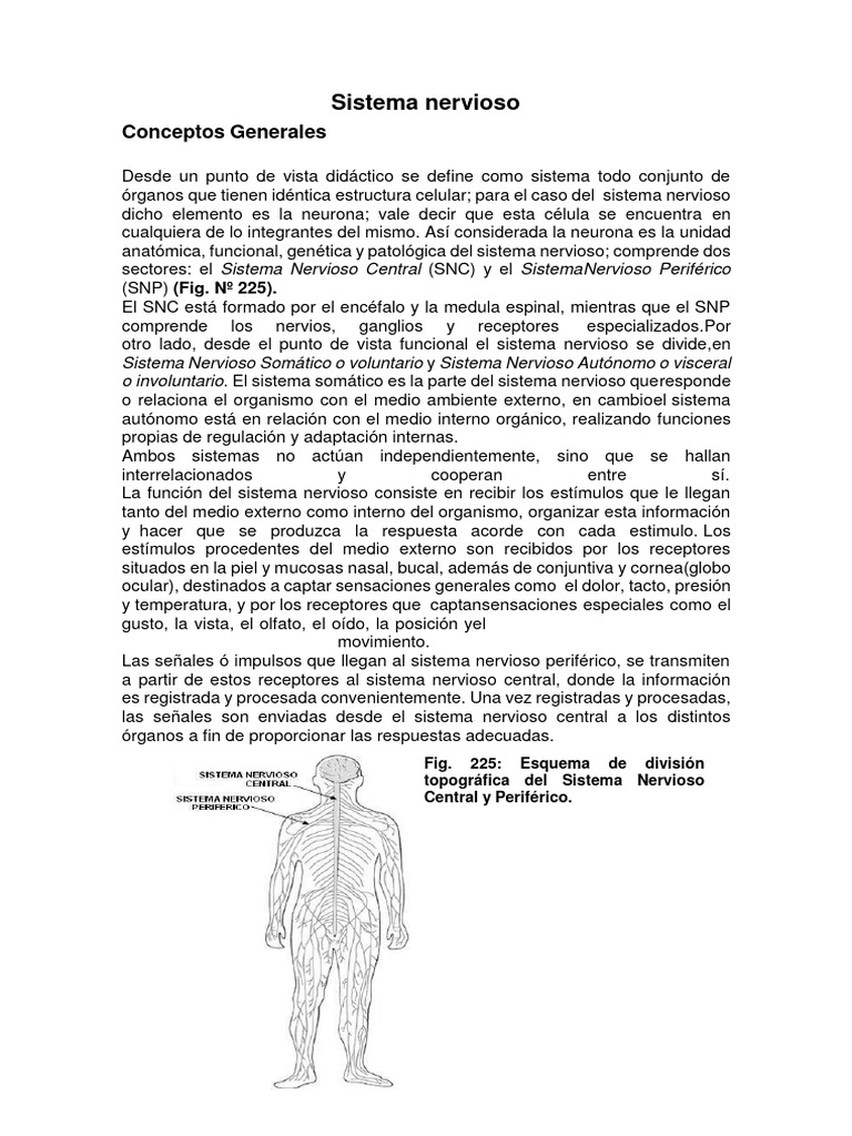 Sistema Nervioso | Descargar gratis PDF | Axon | Cerebro