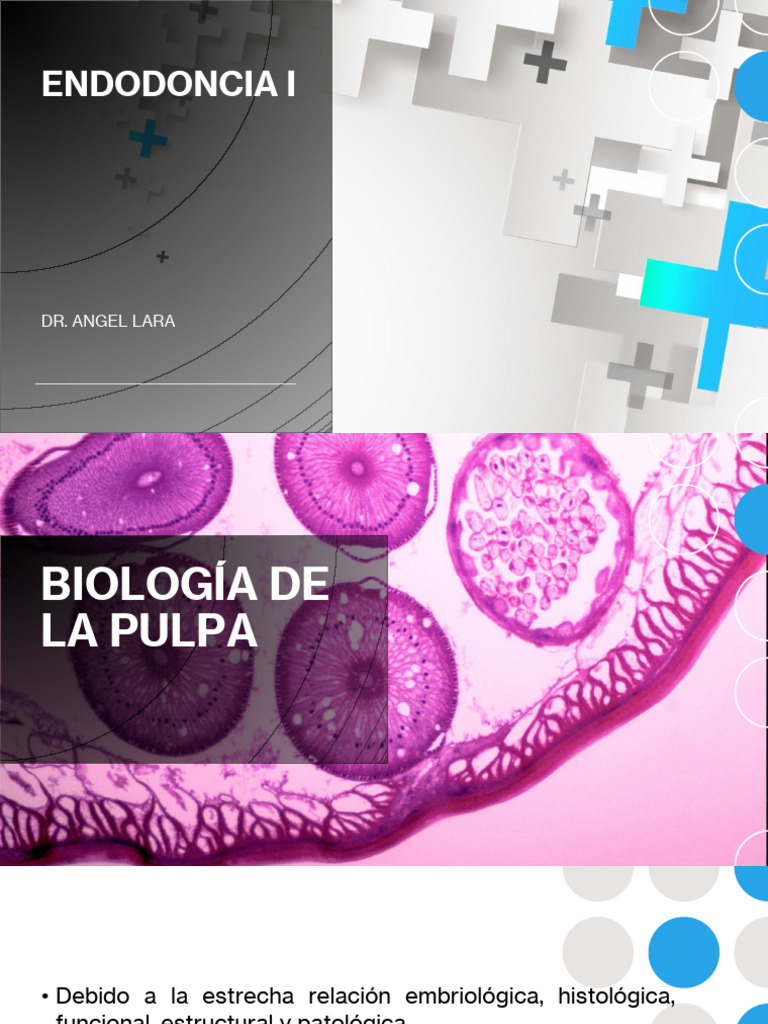 Clase 2 Endo | PDF | Anatomía | Histología