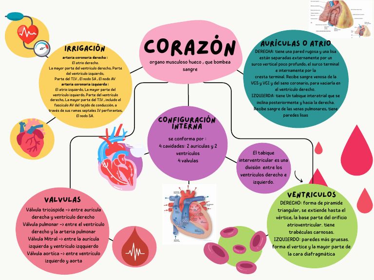 Anatomia Corazon | PDF | Ventrículo (corazón) | Atrio (corazón)