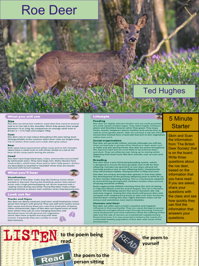PPT Roe Deer | Download Free PDF | Poetry