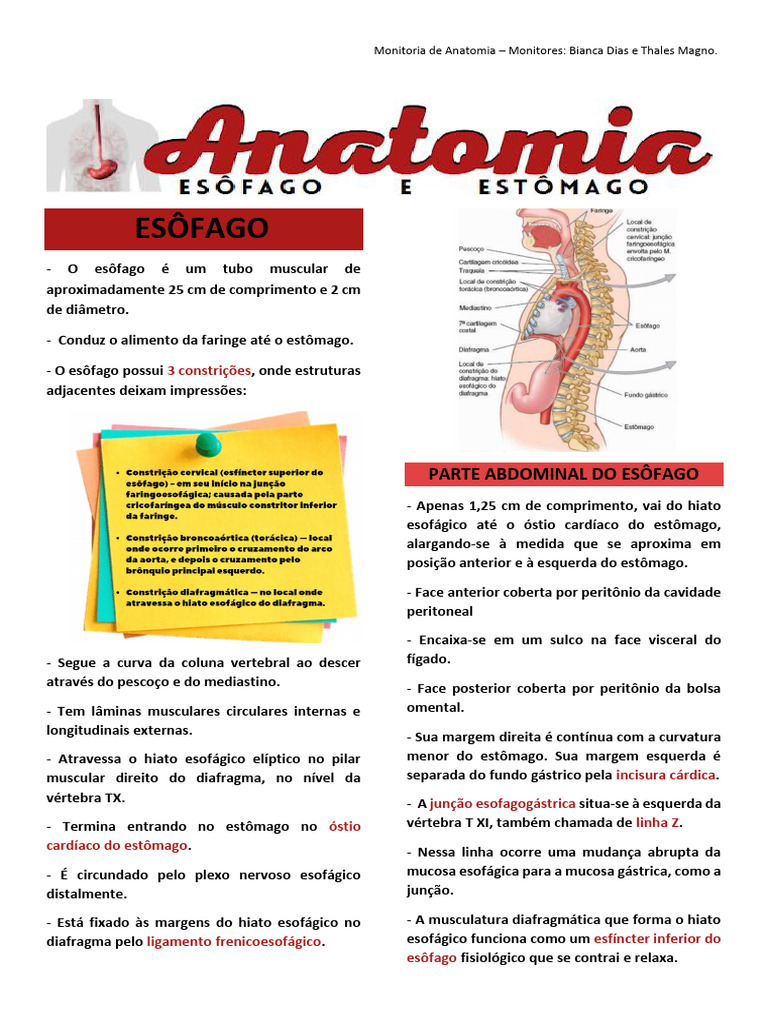 Anatom Do Esofago e Estomago | PDF | Estômago | Esôfago