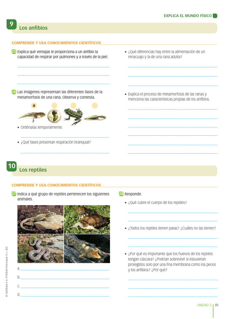 Actividad 09 y 10 - Los anfibios y los reptiles | PDF | Pescado | Anfibio