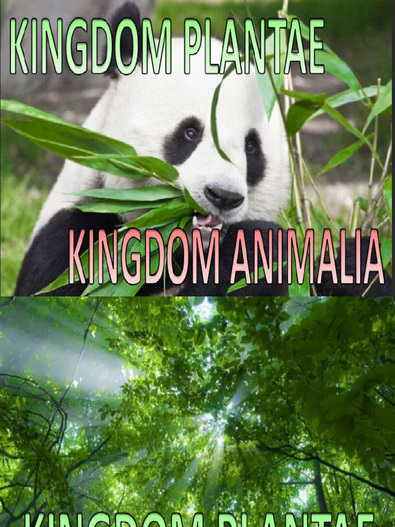 Plantae and Animalia | PDF