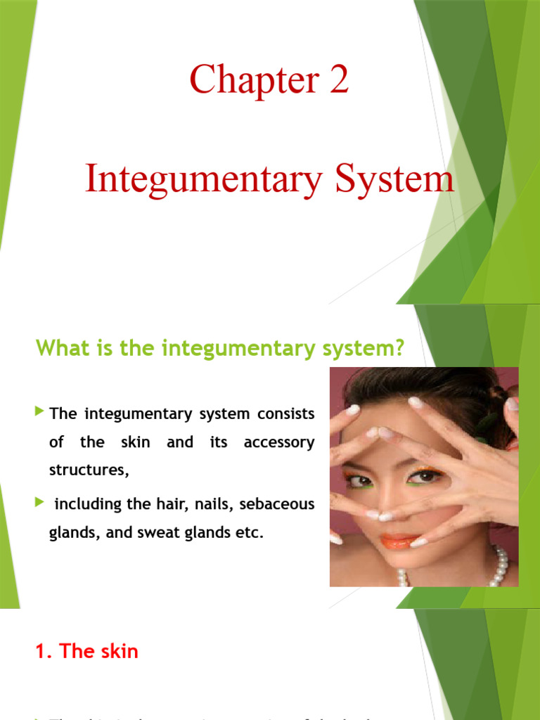Chapter 2 Integumentary System | PDF | Skin | Nail (Anatomy)