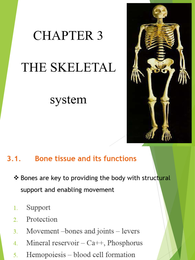 Skeletal System | PDF | Bone | Joint
