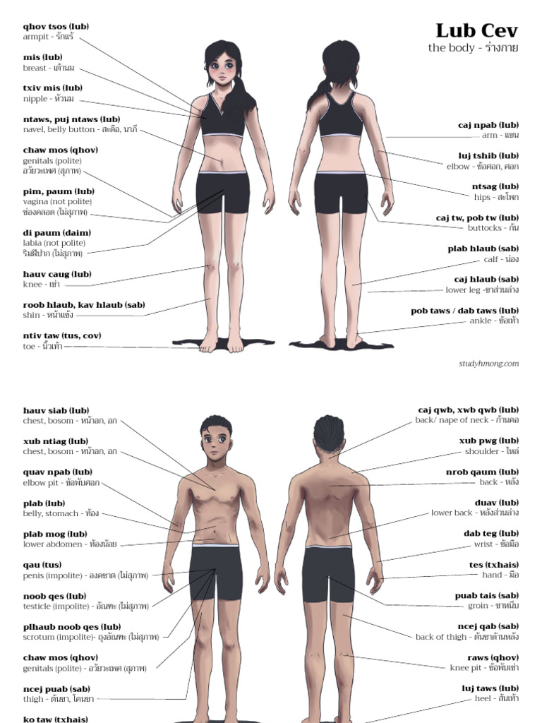 Anatomy Hmong | PDF