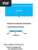 Mitosis in Human Skin Cells Study | PDF | Mitosis | Cell Biology