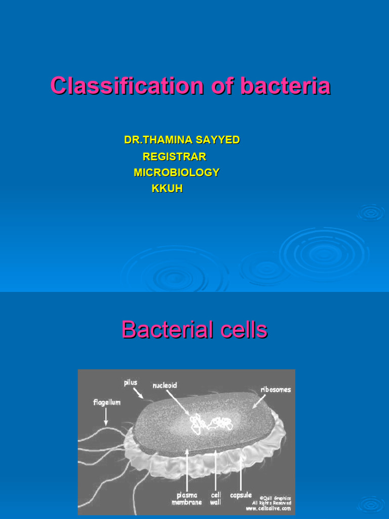 Classification of Bacteria | PDF | Gram Positive Bacteria | Bacteria