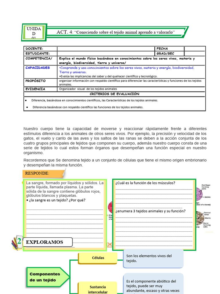 D2º Act 4 Cyt Unid 1 - Sem 4 | PDF | Músculo | Epitelio