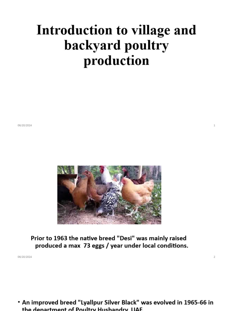 Lecture 5 Intro To Backyard Poultry Pdf Chicken Domesticated Birds