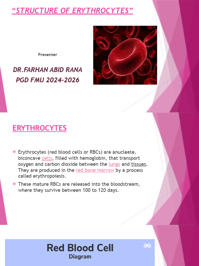 Structure of Erythrocytes | PDF | Hemoglobin | Red Blood Cell