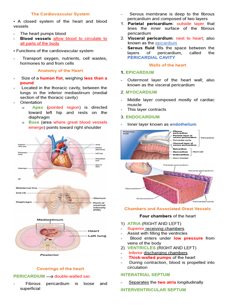 CHAPTER 11 The Cardiovascular System | PDF | Heart Valve | Heart