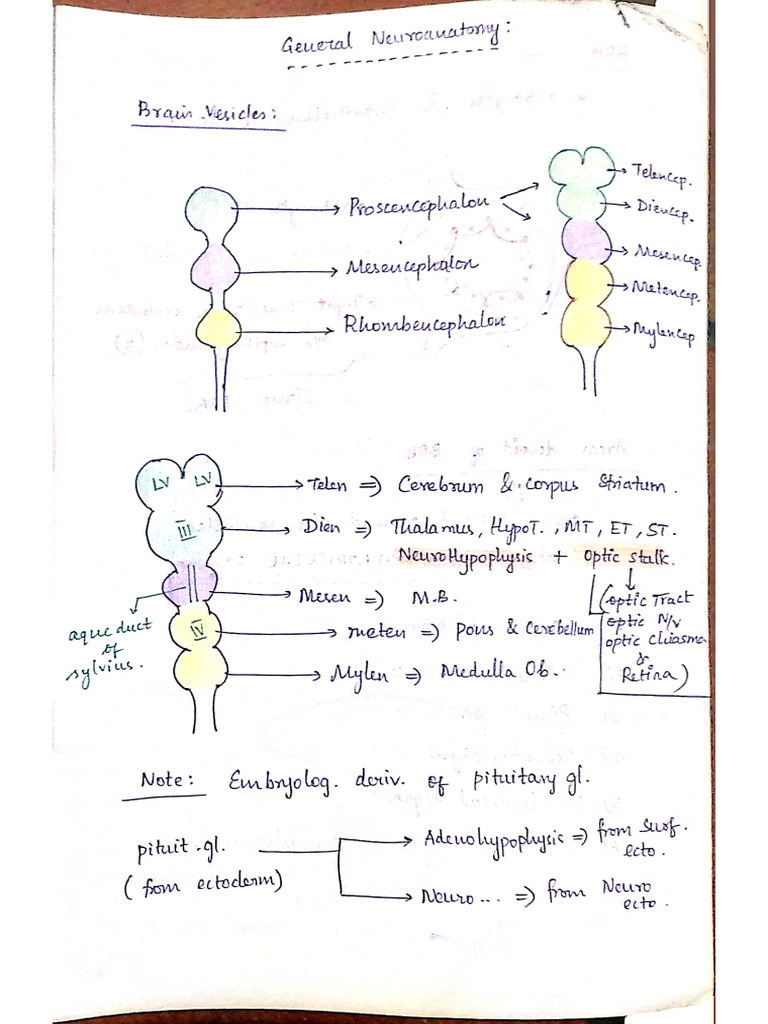 Neuroanat - Intro, BBB, Subarach. Cisterns | PDF