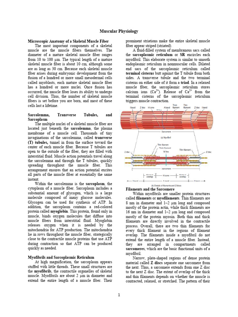 Unit 3 - Muscular Physiology Handout | Download Free PDF | Muscle ...