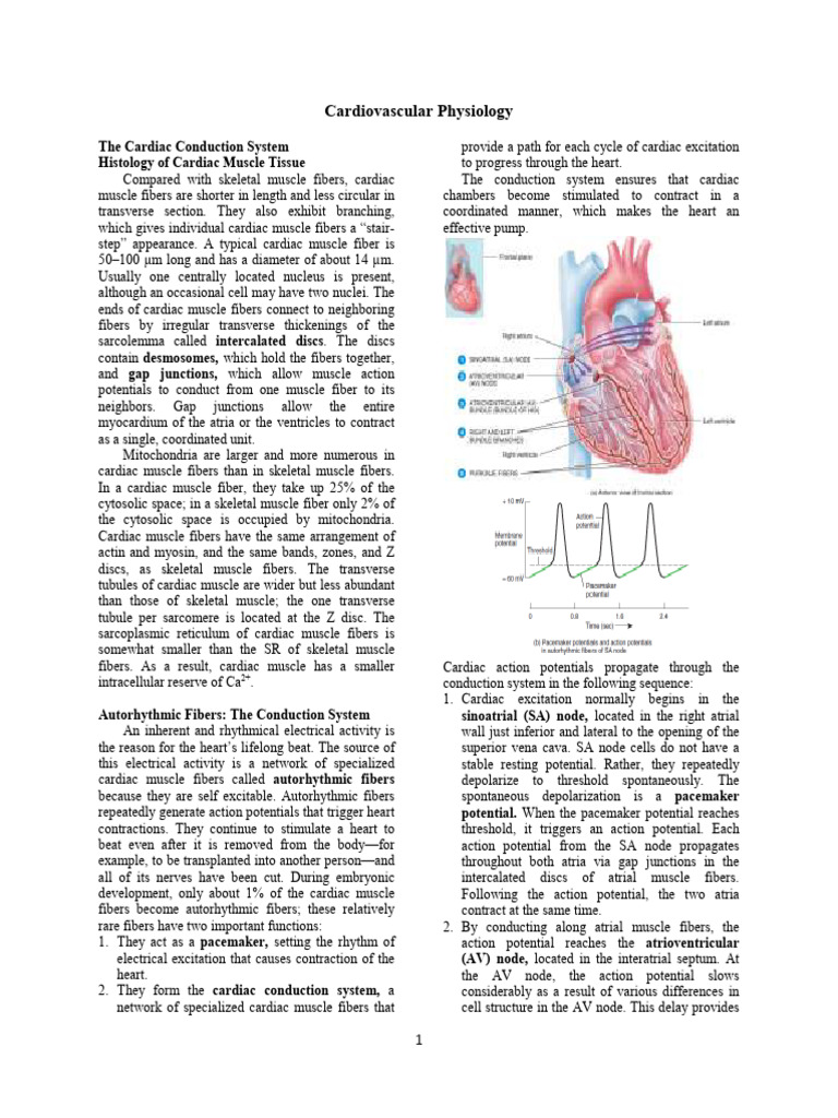 Unit 4 - Cardiovascular Physiology Handout | PDF | Diastole | Heart Valve