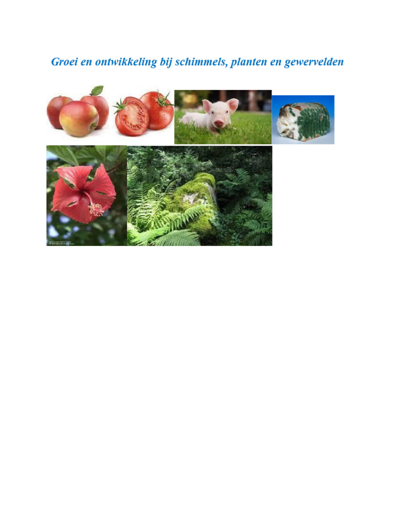 Biologie Groei en Ontwikkeling | PDF