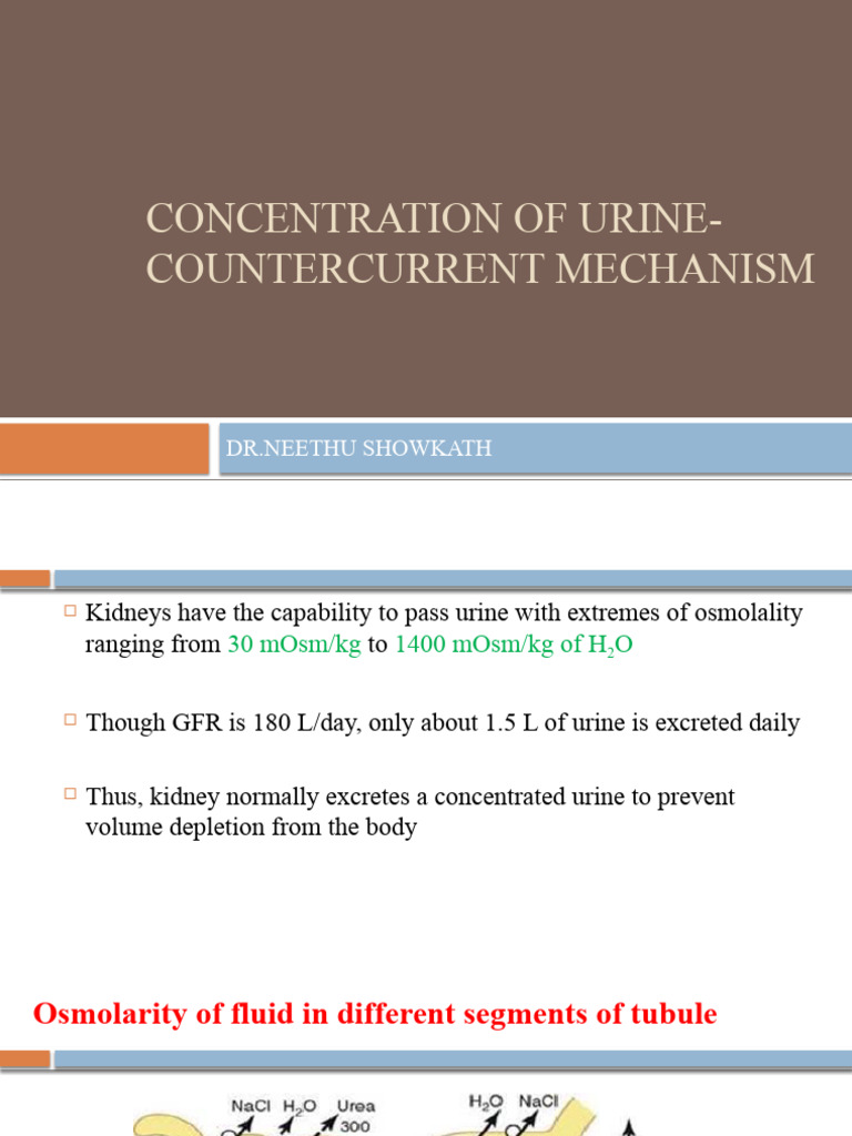 Concentration & Dilution of Urine | PDF | Genitourinary System ...