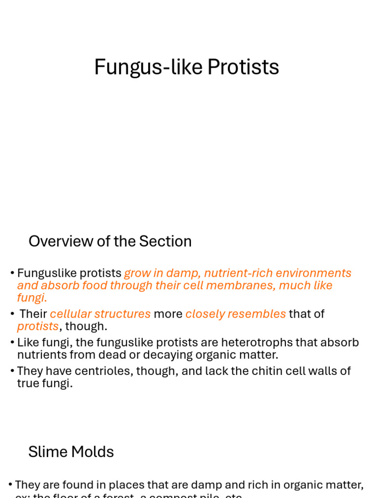 Slime Molds - 010041 | PDF | Sexual Reproduction | Mold