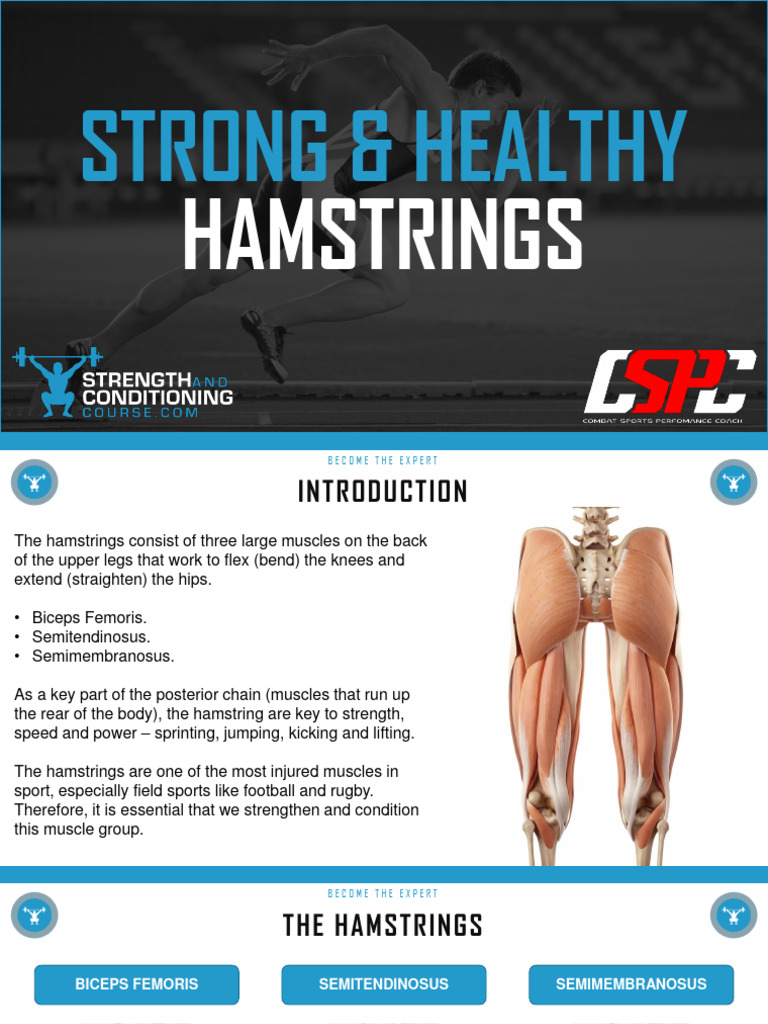Strong and Healthy Hamstrings | PDF | Musculoskeletal System | Weight Training