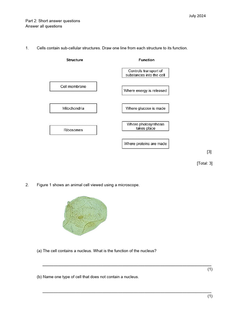 G9 SC Paper Exam 2 2024-Part 2 | PDF | Mole (Unit) | Proton