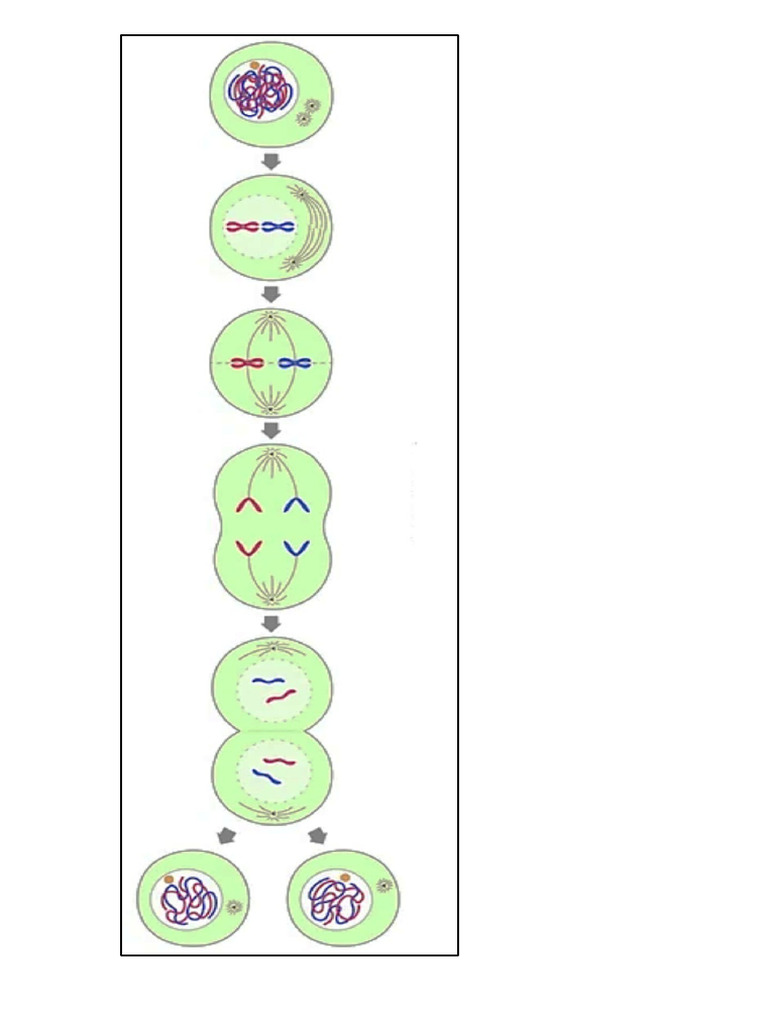 Mitosis-Meiosis Cut Out | PDF
