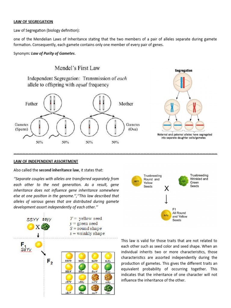 Law of Segregation & Independent Assortment | PDF