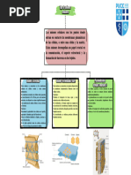 Funcion de Las Uniones GAP en La Union Interceluar | PDF | Biología ...