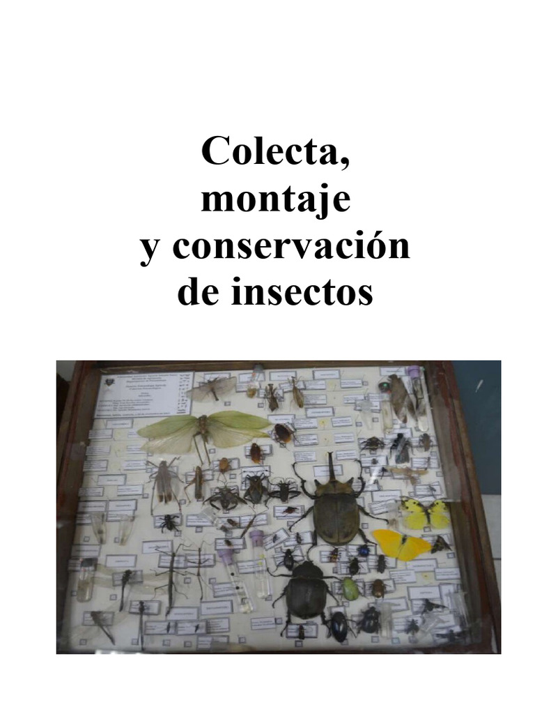 Montaje y conservación de insectos | PDF | Insectos | Mosca