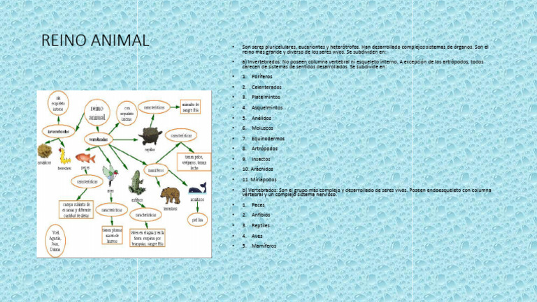Reino Animal | PDF