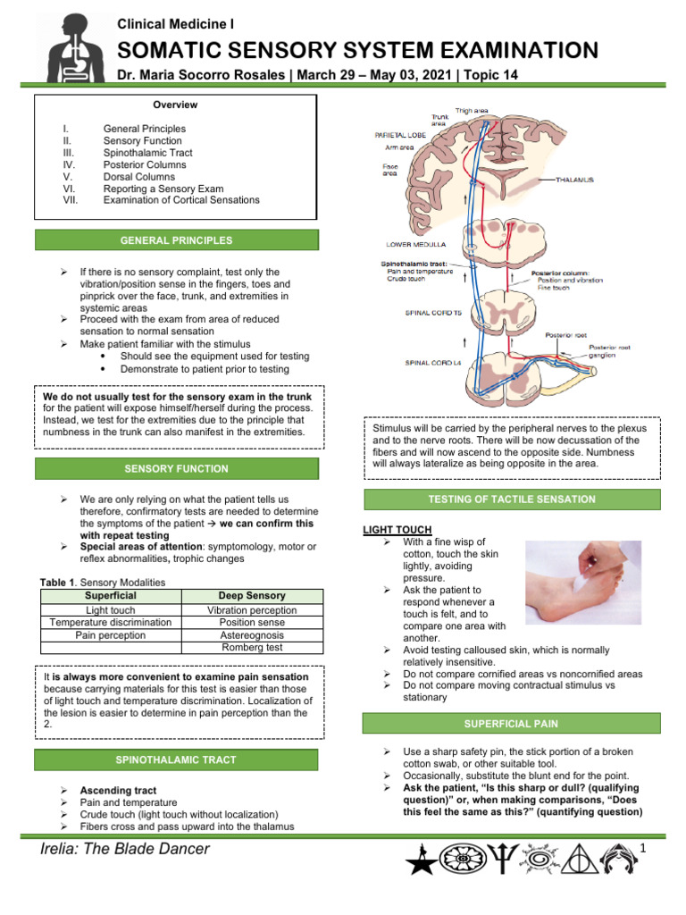 Somatic Sensory System Examination Guide | PDF | Somatosensory System ...