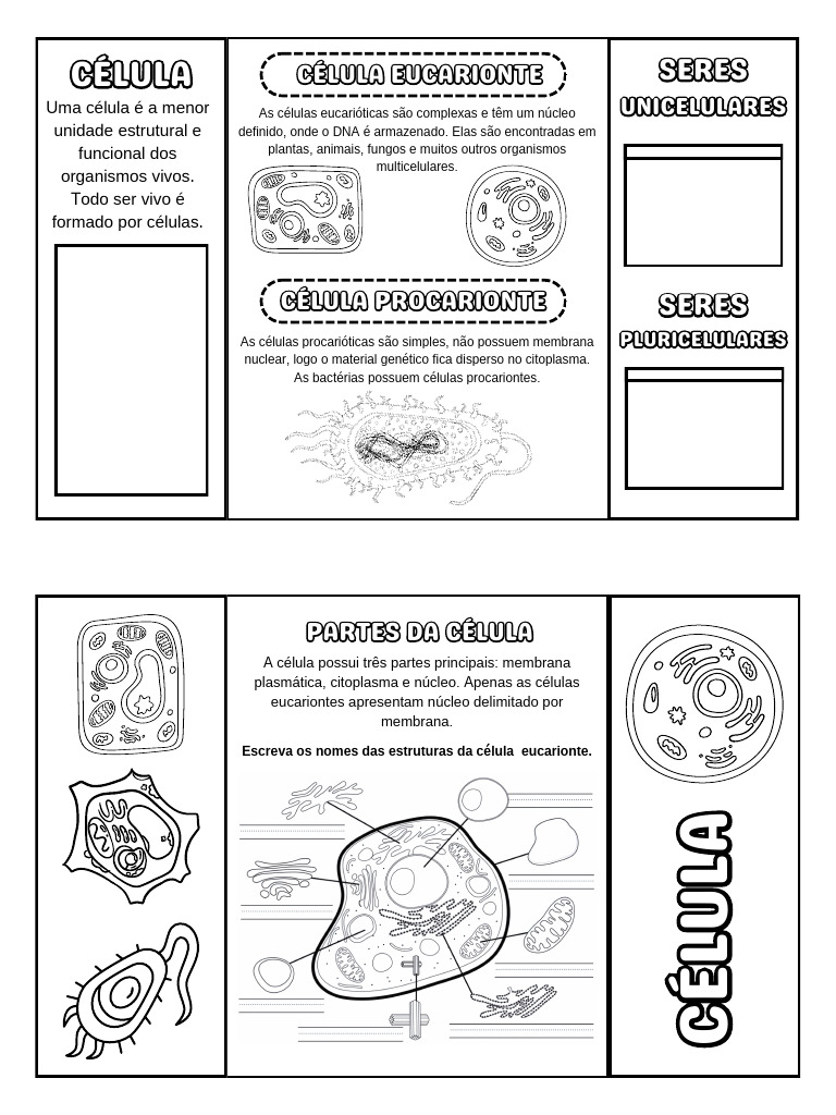 LAPBOOK-CELULA-ukvism | Download grátis PDF | Célula (Biologia) | Citoplasma