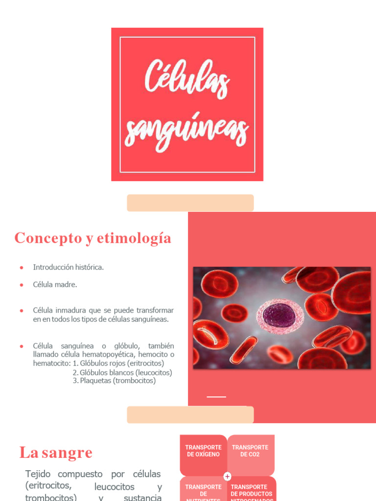 Broncano Barros Danny Josué - Deber 10. Células Sanguíneas | PDF | Sangre | Linfocitos