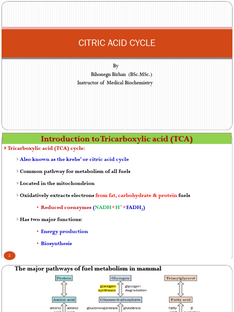 TCA Cycle and ETC 2015 E.C. | PDF | Diet & Nutrition | Chemistry