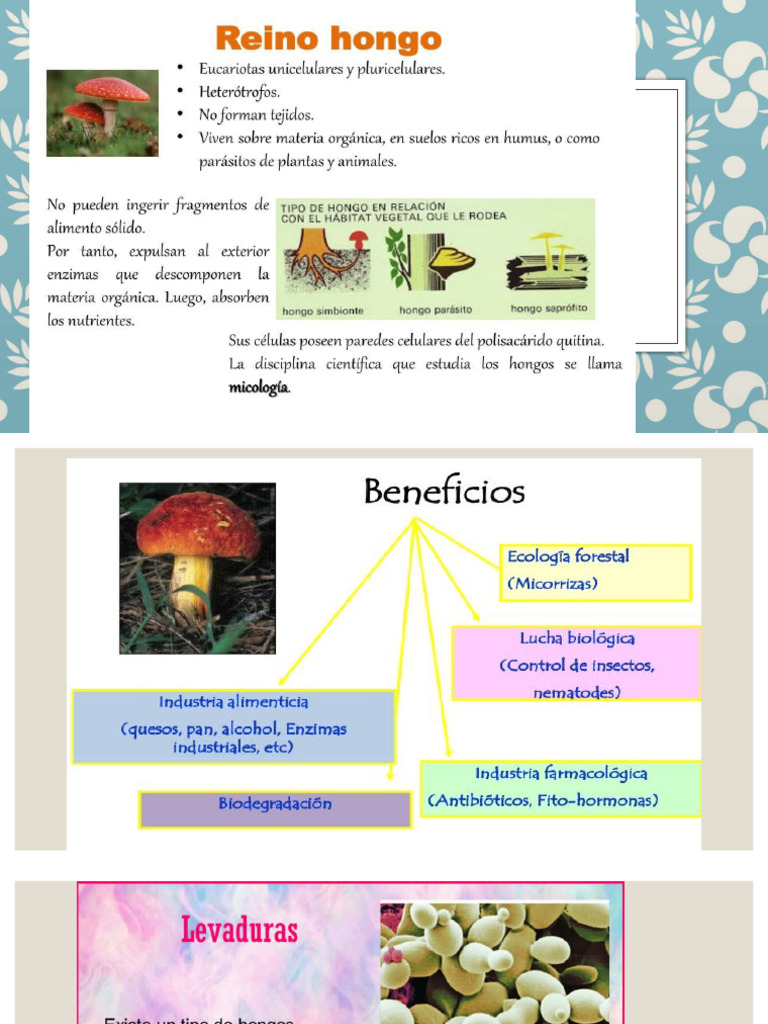 Reino Fungi | PDF