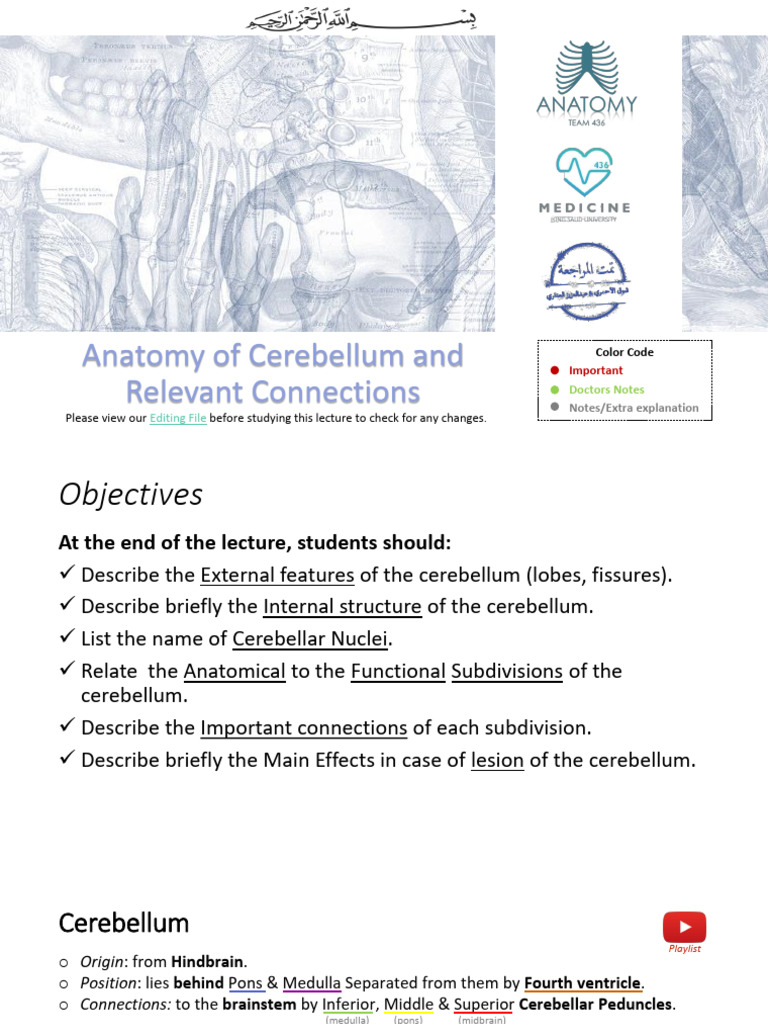 14 - Anatomy of Cerebellum (Edited) 2 | PDF | Cerebellum | Neuroanatomy