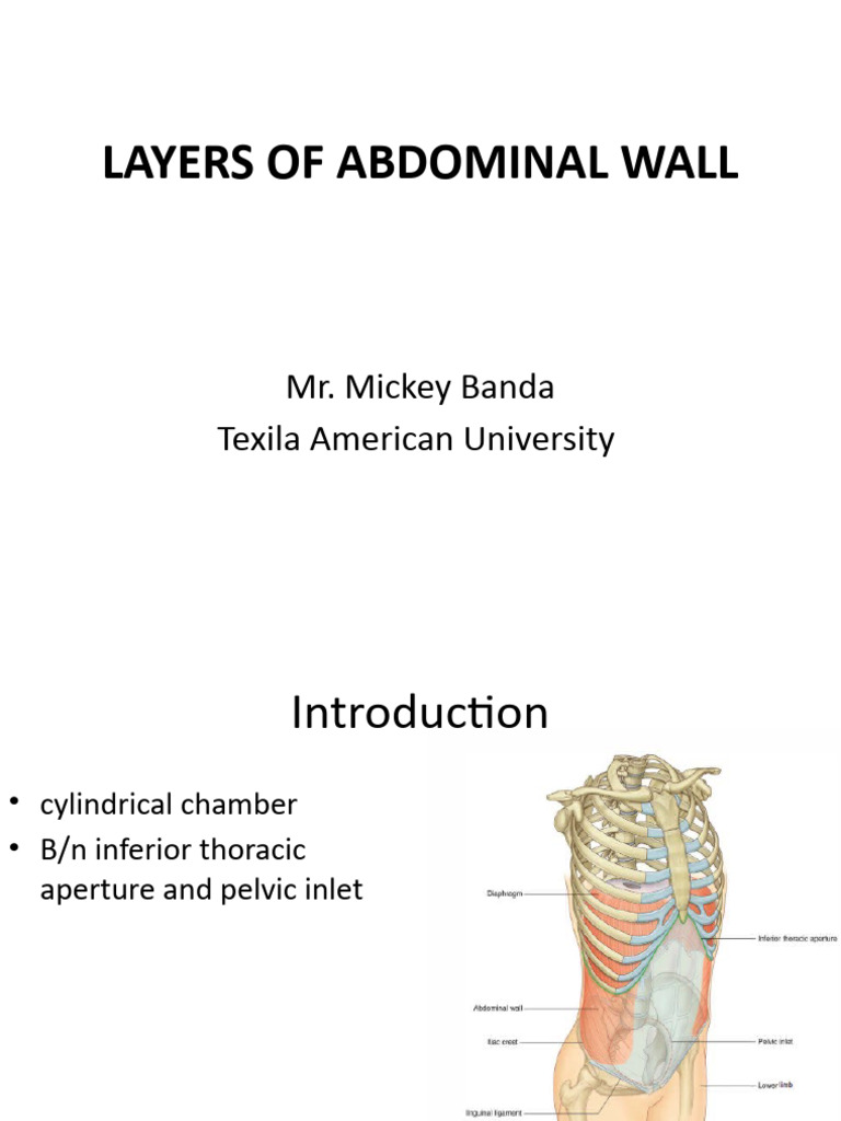 Abdominal Wall | PDF | Abdomen | Musculoskeletal System