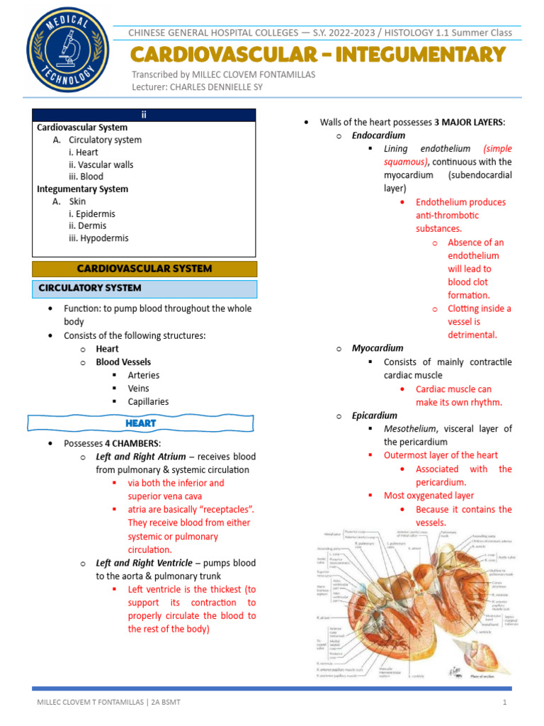CARDIOVASCULAR INTEGUMENTARY Week 2 | PDF | Artery | Heart