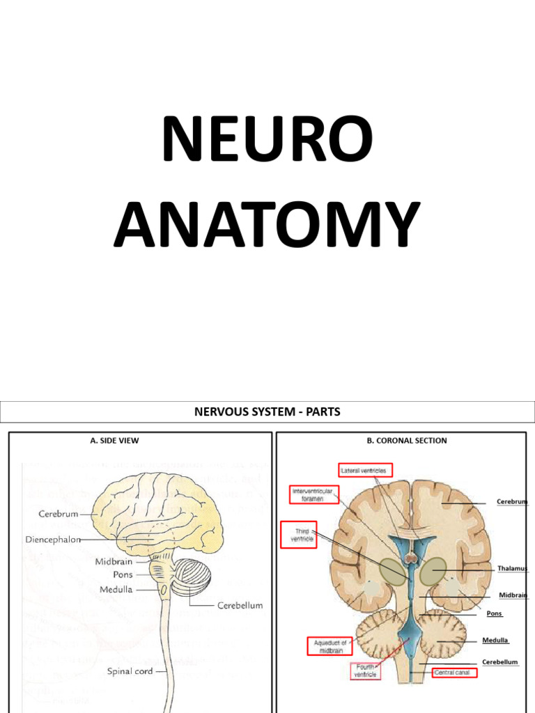 Neuro Anatomy | PDF | Brainstem | Cerebrum