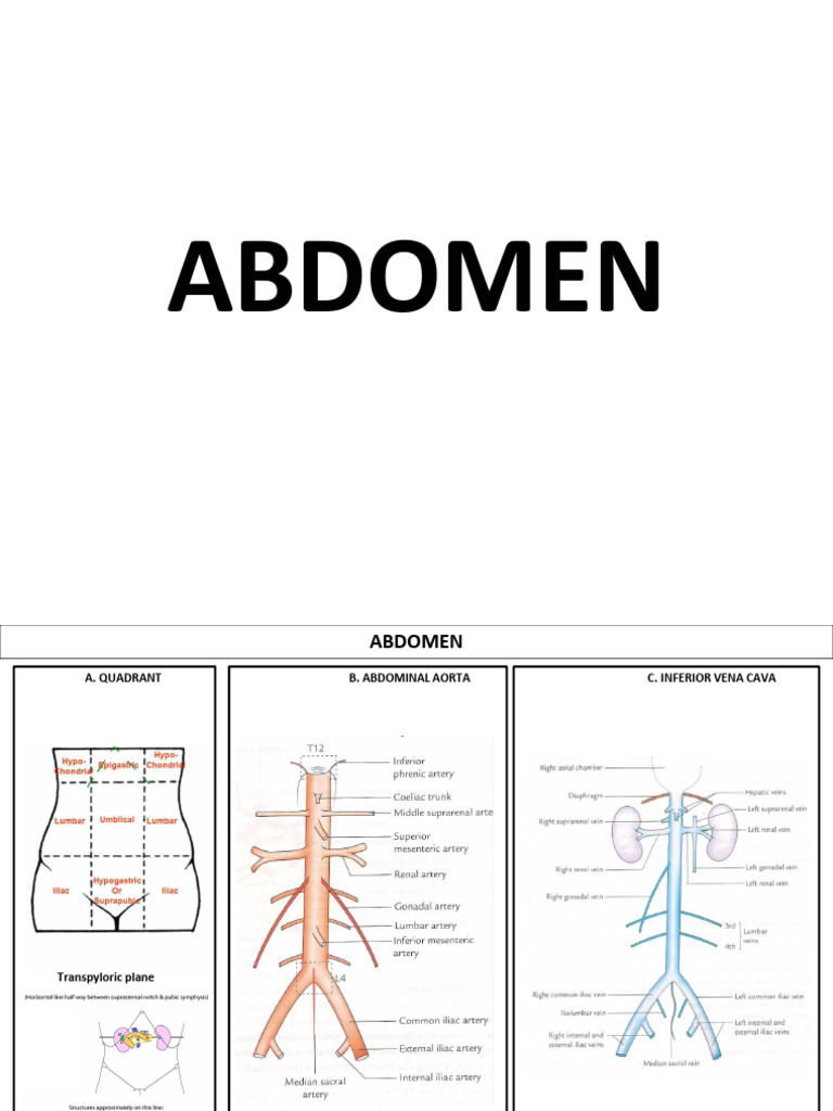 Abdomen | PDF | Abdomen | Peritoneum