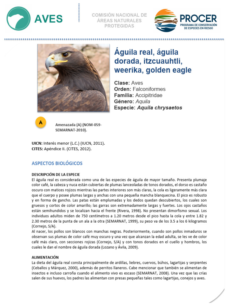 Aguila Real | PDF | Huevo | Aves