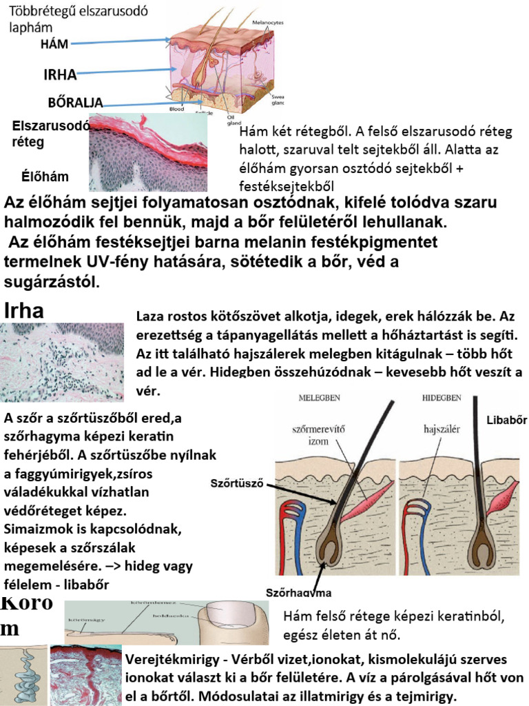 Bőr-Csont-Izom HUN 2019 | PDF