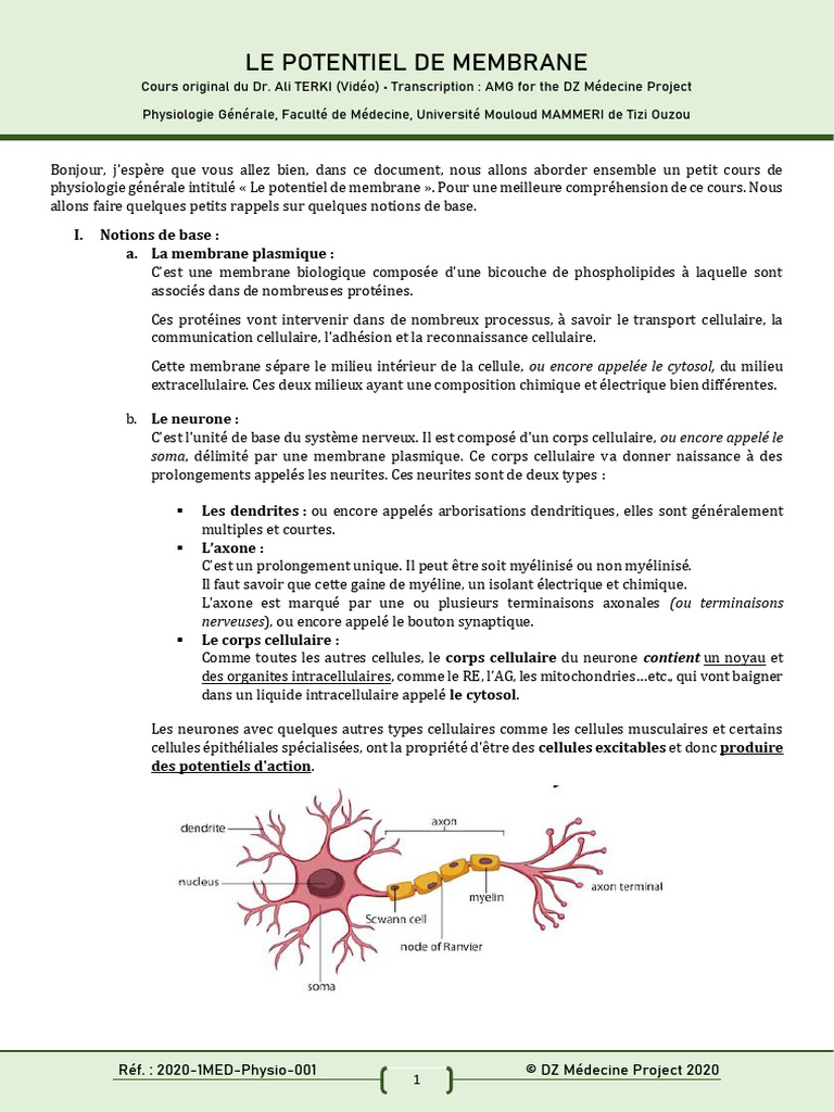 Comprendre le potentiel de membrane | PDF | Membrane cellulaire | Neurone