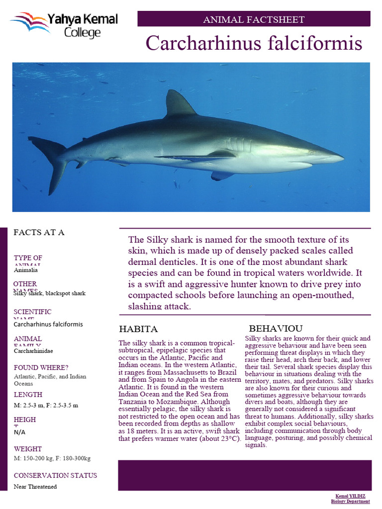 Animal Fact Sheet (DRAFT) | PDF | Sharks | Fish