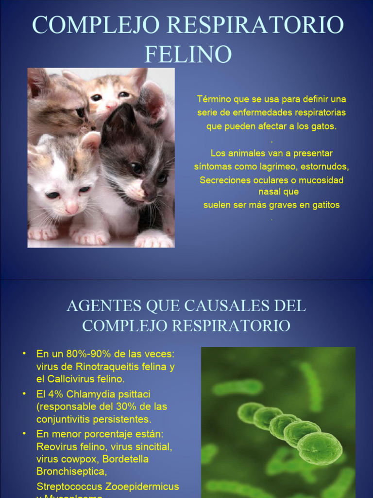 Complejo Respiratorio Felino | PDF | Neumonía | Virus