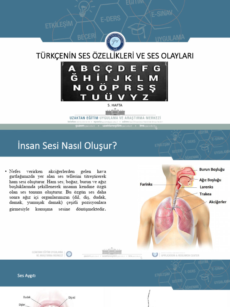5 Hafta Turkcenin Ses Ozellikleri Ve Ses Olaylari 13-28-09 | PDF