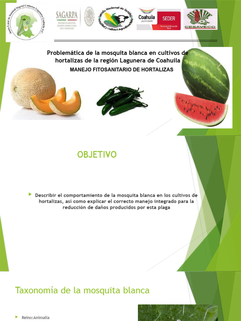 Presentación ESTANDAR | PDF | Insectos