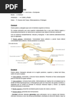Anatomía del Cúbito: Estructura y Función | PDF | Codo | Extremidades ...