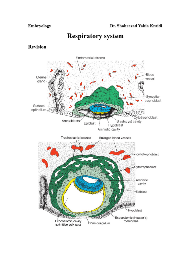 Embryology: Nasal Development Guide | PDF | Human Nose | Anatomy