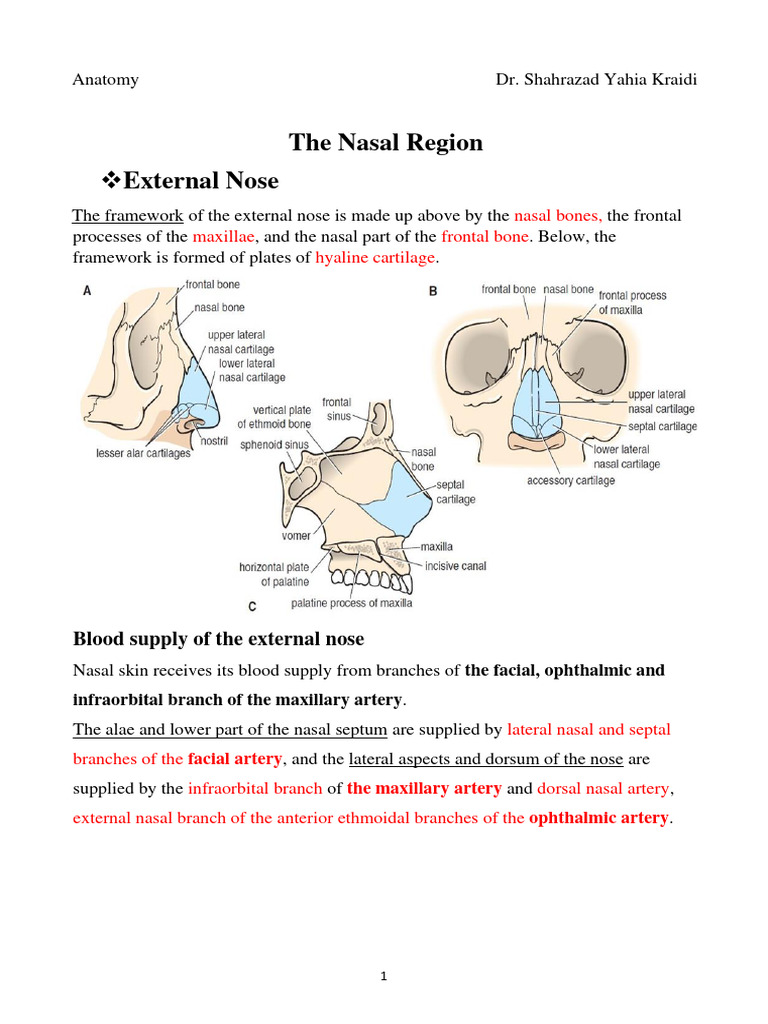 Anatomy Lec.1 Nasal Cavities and Paranasal Sinuses | PDF | Human Nose ...